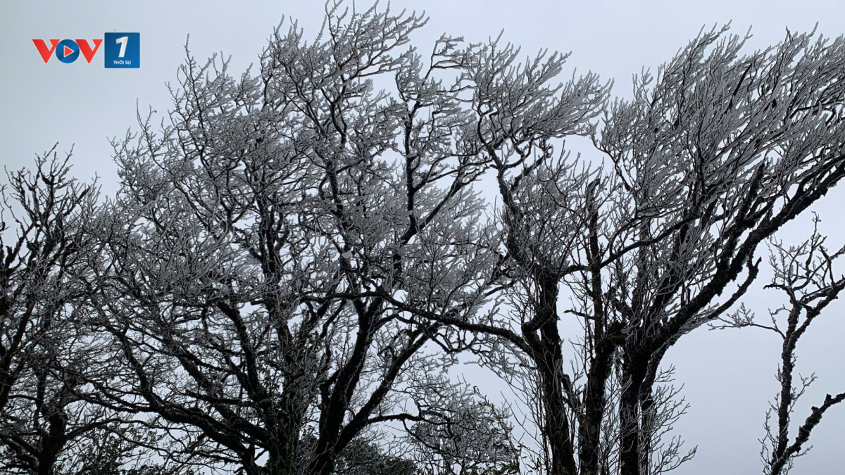 Băng giá xuất hiện trên đỉnh Phia Oắc, Cao Bằng | VOV1.VOV.VN