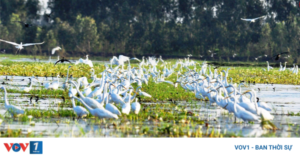 Cần làm gì để Việt Nam có thêm các khu Ramsar mới? (16/09/2023) | VOV1 ...
